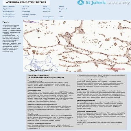 Immunohistochemistry Antibody Validation Report for Anti-ERα Antibody ...