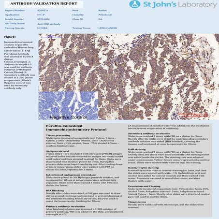Immunohistochemistry Antibody Validation Report for Anti-ERβ Antibody ...