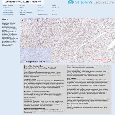 Immunohistochemistry Antibody Validation Report for Anti-MIF Antibody ...