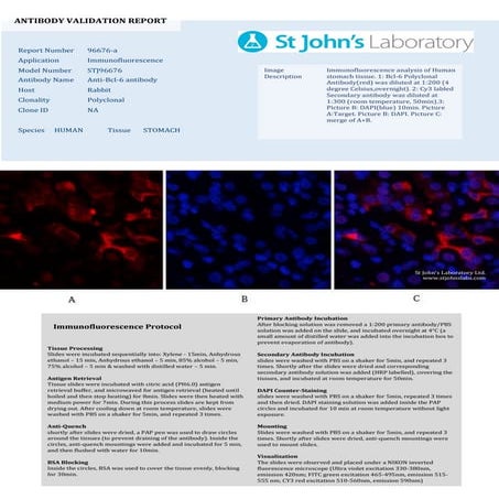 Immunofluorescence Antibody Validation Report for Anti-Bcl-6 Antibody ...