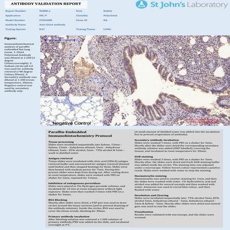Immunohistochemistry Antibody Validation Report for Anti-Glut4 Antibody ...