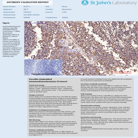 Immunohistochemistry Antibody Validation Report for Anti-HER2 Antibody ...