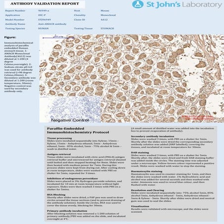 Immunohistochemistry Antibody Validation Report for Anti-AMACR Antibody ...