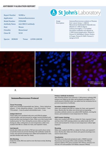 Immunocytochemistry Protocol | PPT