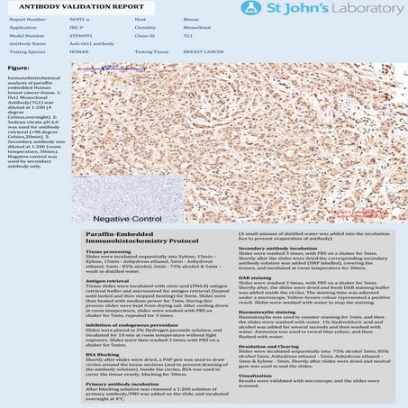 Immunohistochemistry Antibody Validation Report for Anti-Oct1 Antibody ...