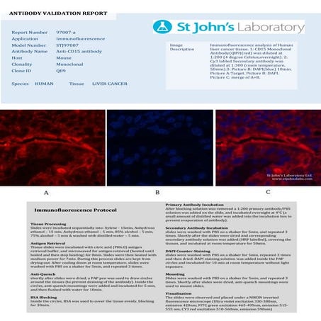 Immunofluorescence Antibody Validation Report for Anti-CD15 Antibody ...