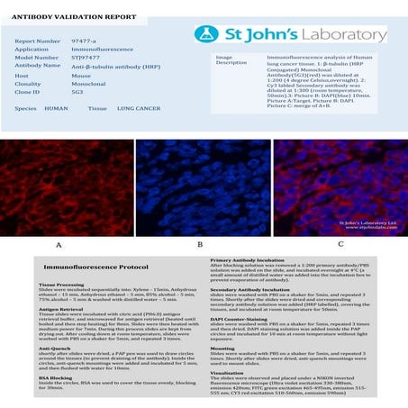 Immunohistochemistry Antibody Validation Report for Anti-Cleaved PARP ...