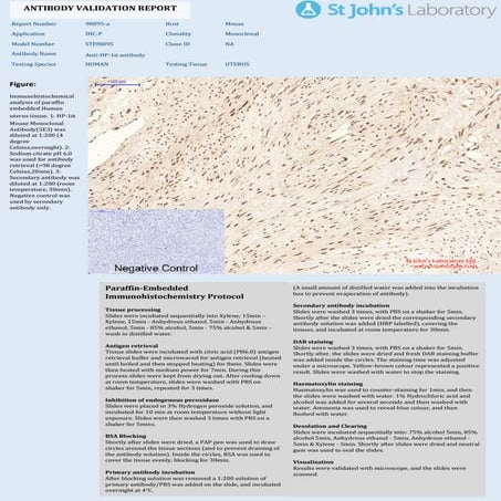 Immunohistochemistry Antibody Validation Report for Anti-HP-1α Antibody ...