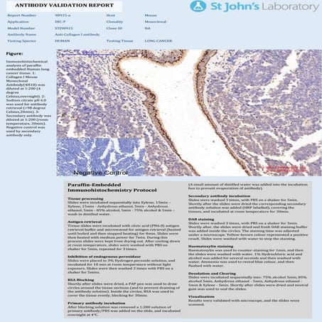 Immunohistochemistry Antibody Validation Report for Anti-Collagen I ...