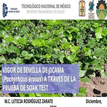 prueba de remojo de semilla Jicama Agro LRZ.pptx
