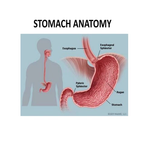 Anatomy of stomach