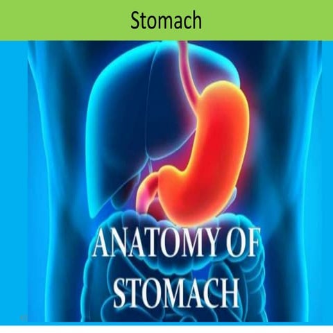 Stomach | PPTX