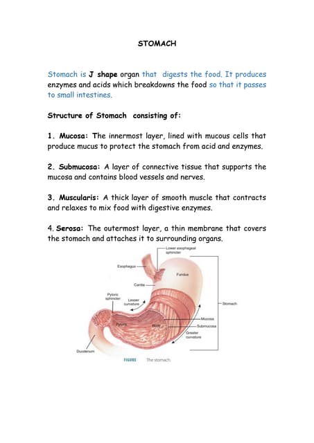 BONY LANDMARKS Terminology of anatomy physiology | PPTX