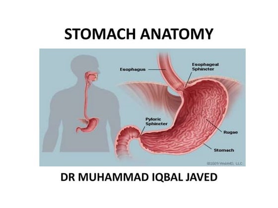 Anatomy of stomach | PPT