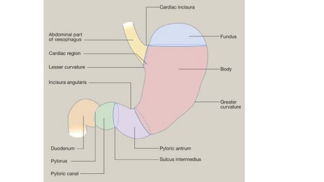 Omentum – anatomy, pathological conditions and surgical importance | PPTX