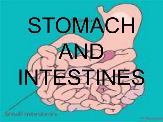 Grade 6-science-digestive-system | PPT