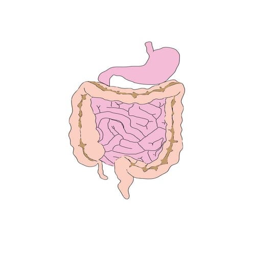 Stomach and intestines colored sample | PDF