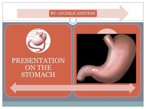 The Human stomach presentation | PPT