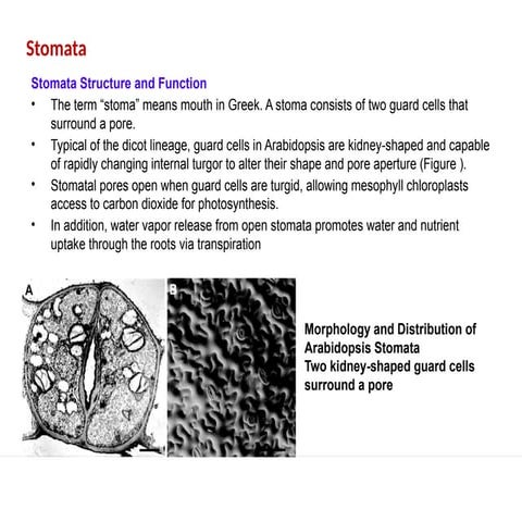 Stomata and Axillary Shoot Development in plants | PPTX