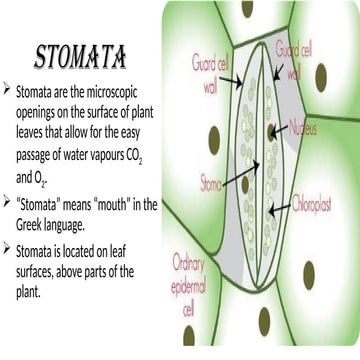 Types of stomata | PPTX