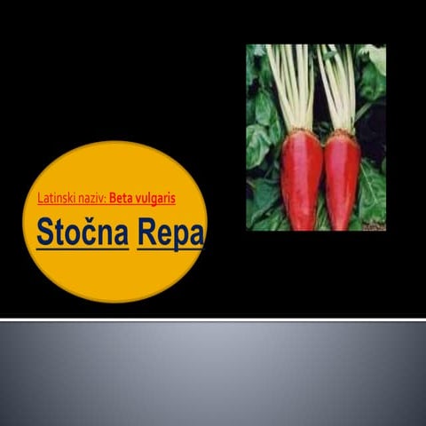 Stočna repa | PPTX
