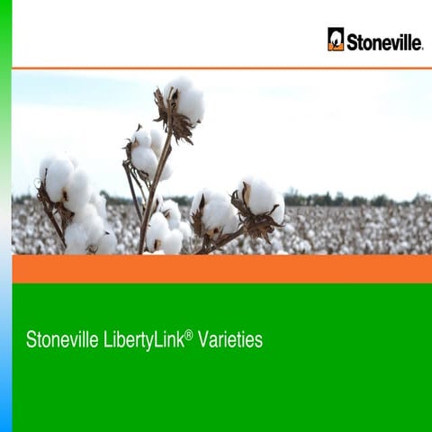 Stoneville Cotton - LibertyLink 2012 Variety Guide | PDF | Agriculture ...