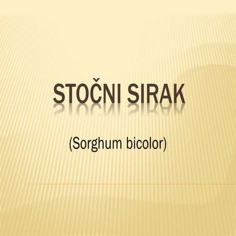 Stočni sirak | PPT