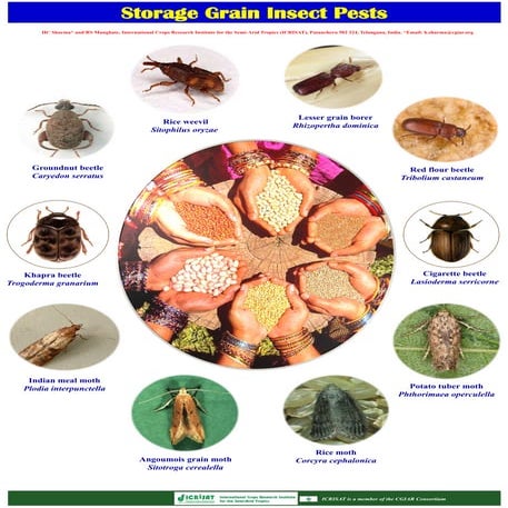 Storage grain insect pests | PDF