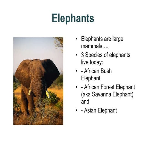 Elephant’s project | PPTX