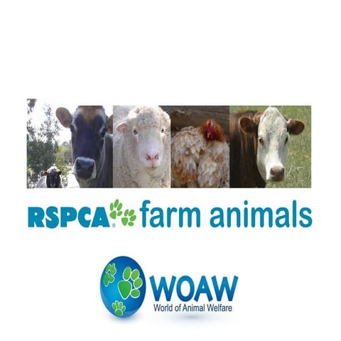RSPCA Farm Animals Story | PDF | Pets