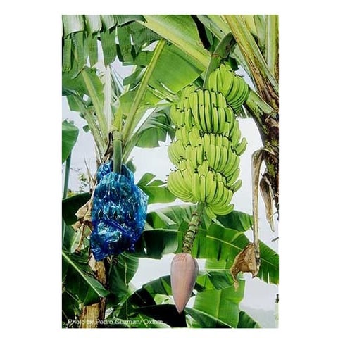 Story of a_banana_photo_gallery | PPT