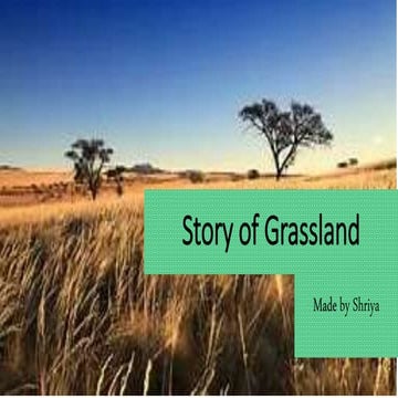 Story of grassland | PPT