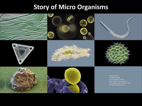 Algae And Protisian Molds | PPT