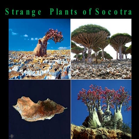 Strange Plants Of Socotra | PPS