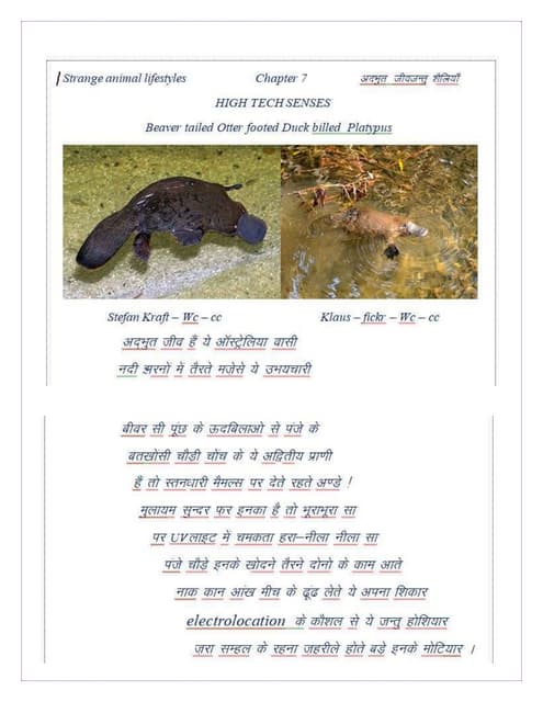 Leadership Brand | PPTX