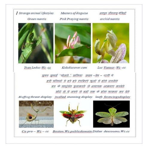 Strange animal life styles Adbhut jeev jantu shailiyan chapter 12 ...