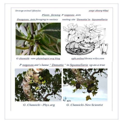 St Strange animal lifestyles -Adbhut jeevjantu shailiyan chapter 8 ...