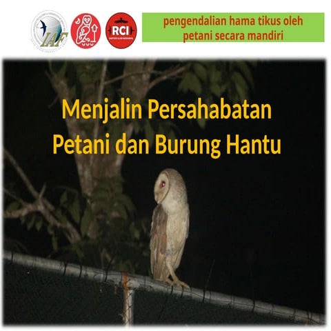 strategi burung hantu tyto vs tikus.pptx
