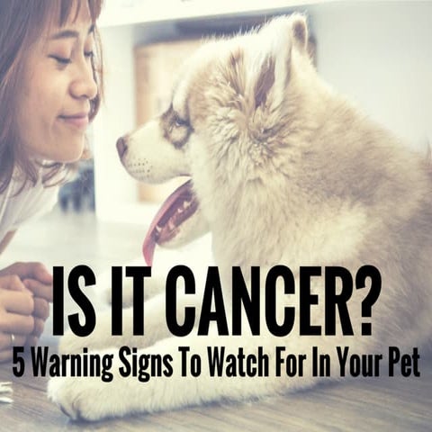 Is It Cancer? 5 Warning Signs To Watch For In Your Pet | PDF