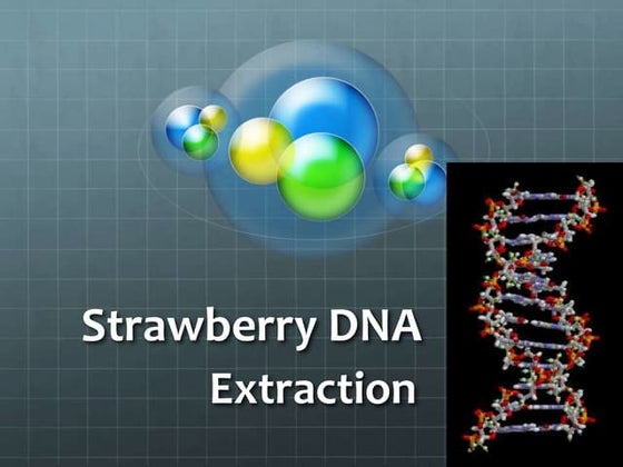 Dna Extraction From Wheat Germ | PPT