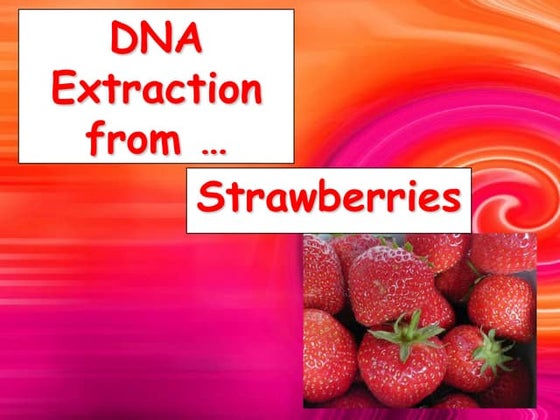 Dna From Strawberries | PPT
