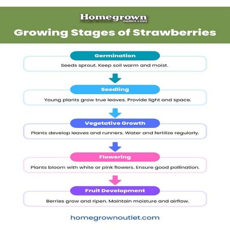 Strawberry growing stages - Homegrown Outlet | PDF