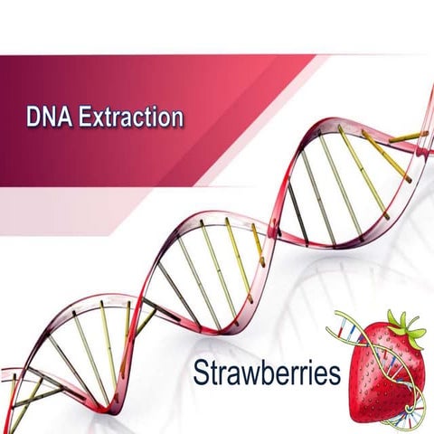 Strawberry DNA Extraction | PPT