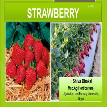 strawberry_production_2020-converted.ppt