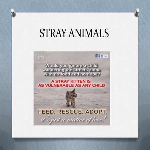 Stray Animals | PPTX