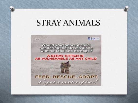 Stray Animals | PPT