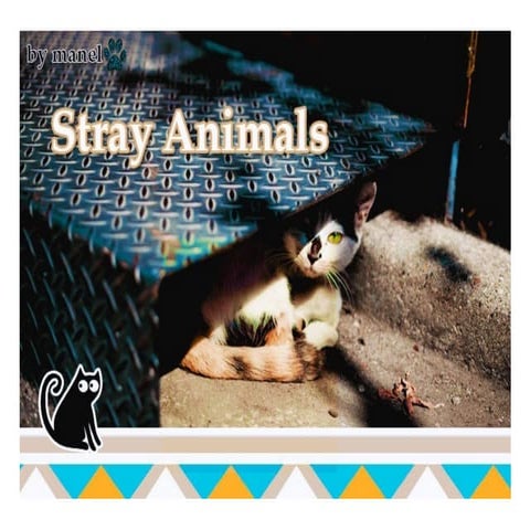 Stray animals | PPT