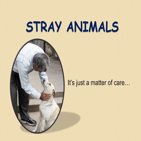 Stray Animals