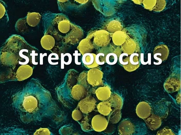Streptococcus Pyogenes
