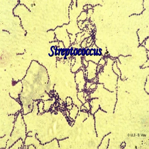 Streptococcus Pyogenes | PPT